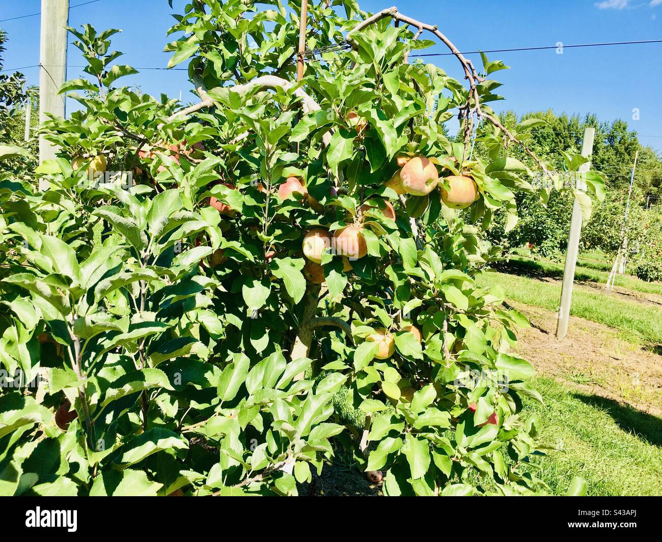 Apple orchard farm Banque de photographies et d’images à haute ...