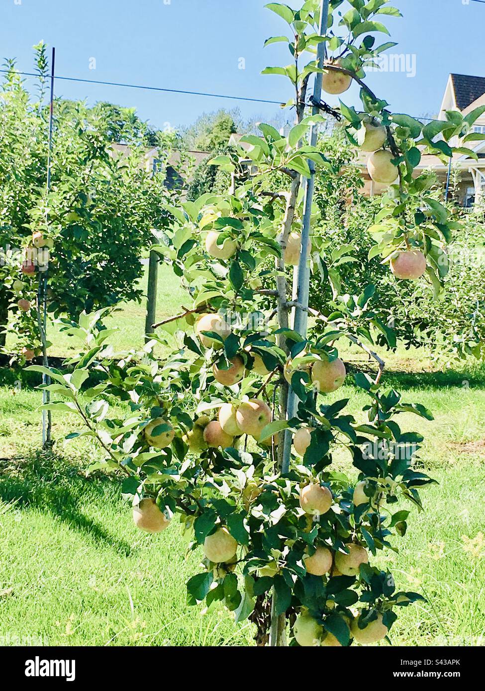 Apple orchard farm Banque de photographies et d’images à haute ...