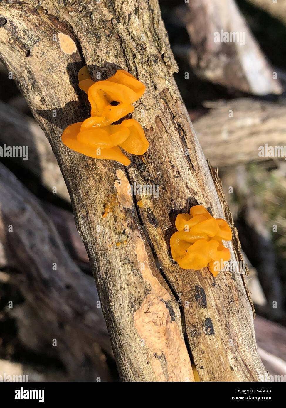 Le champignon du cerveau jaune (Tremella mesenterica) pousse sur la ...