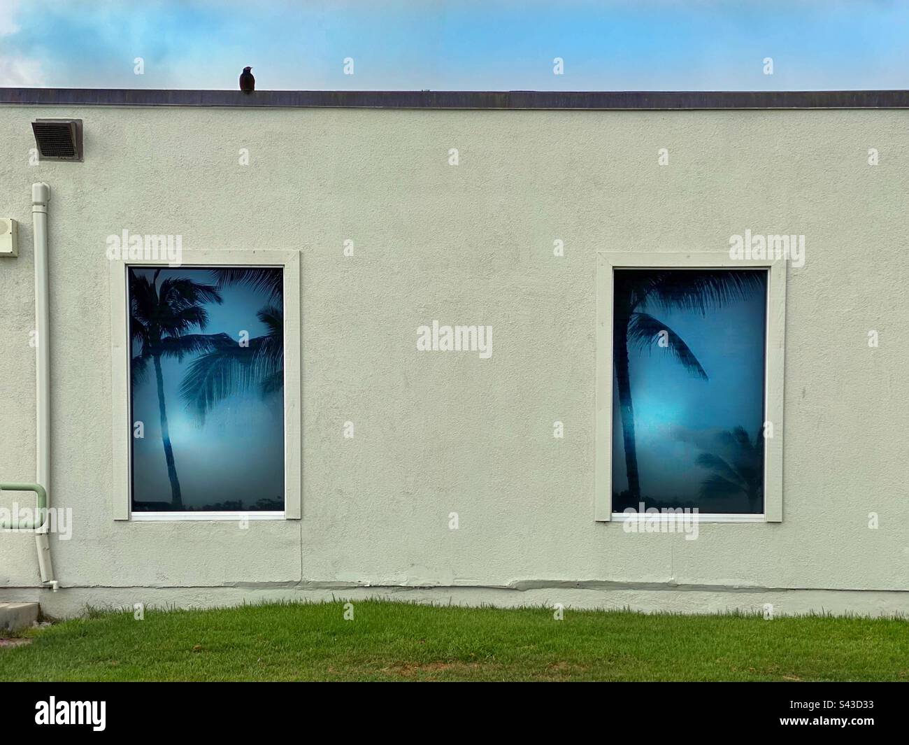 Palmiers reflétés dans les fenêtres d'un bâtiment de ciment de squat ...