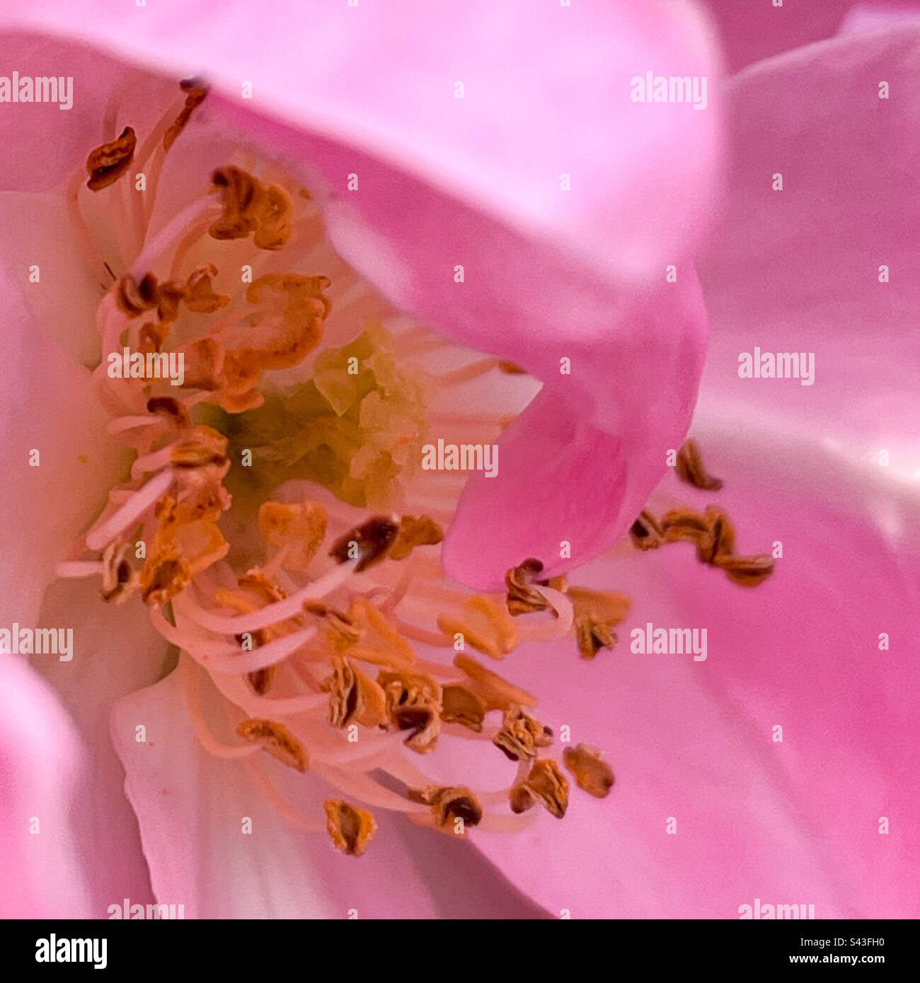 Pollen de rose Banque de photographies et d’images à haute résolution ...