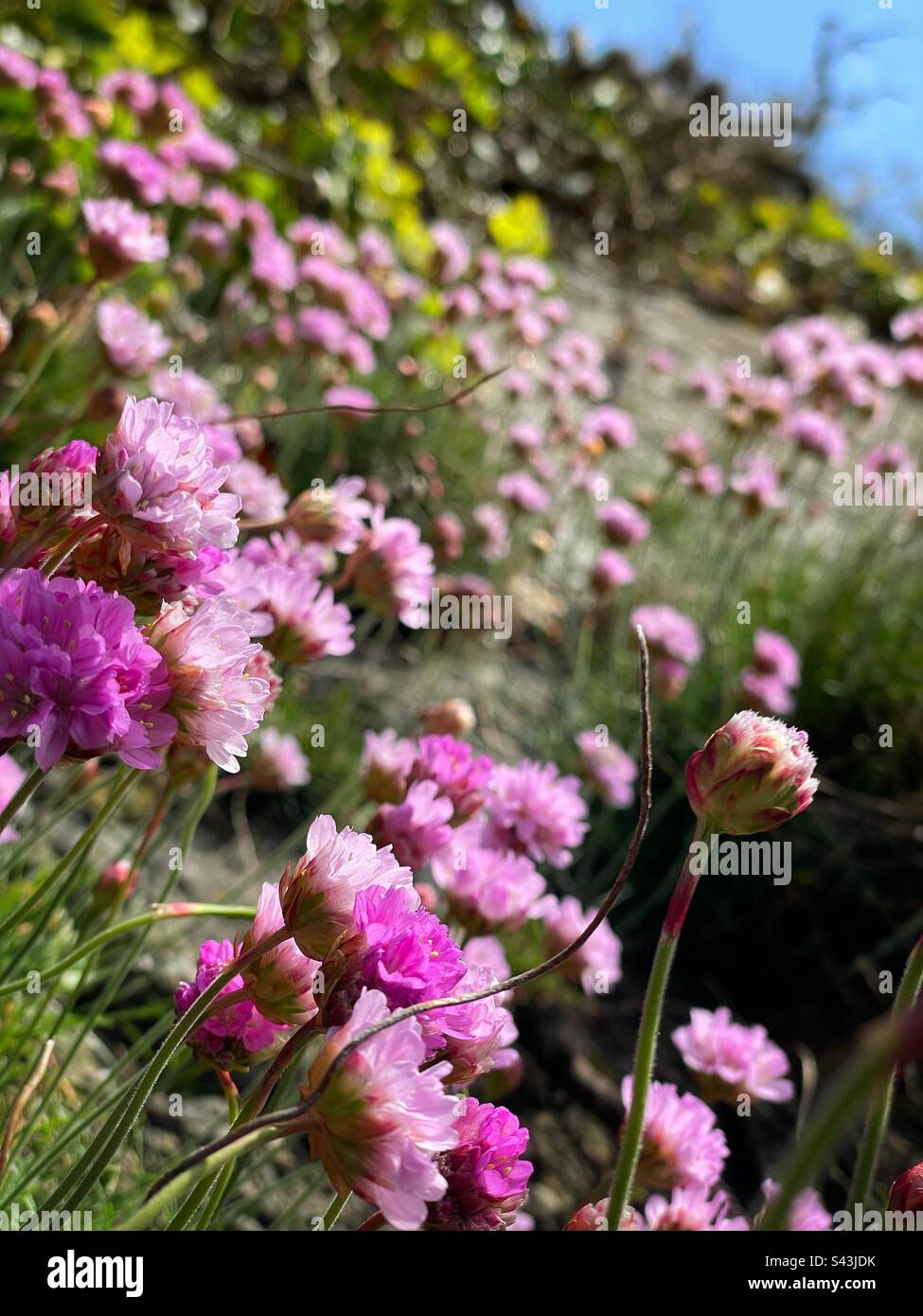 Seaside flora Banque de photographies et d’images à haute résolution ...