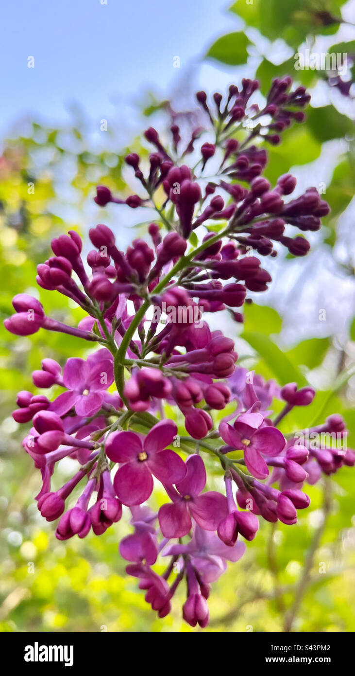 Lilas arbre Banque de photographies et d’images à haute résolution - Alamy