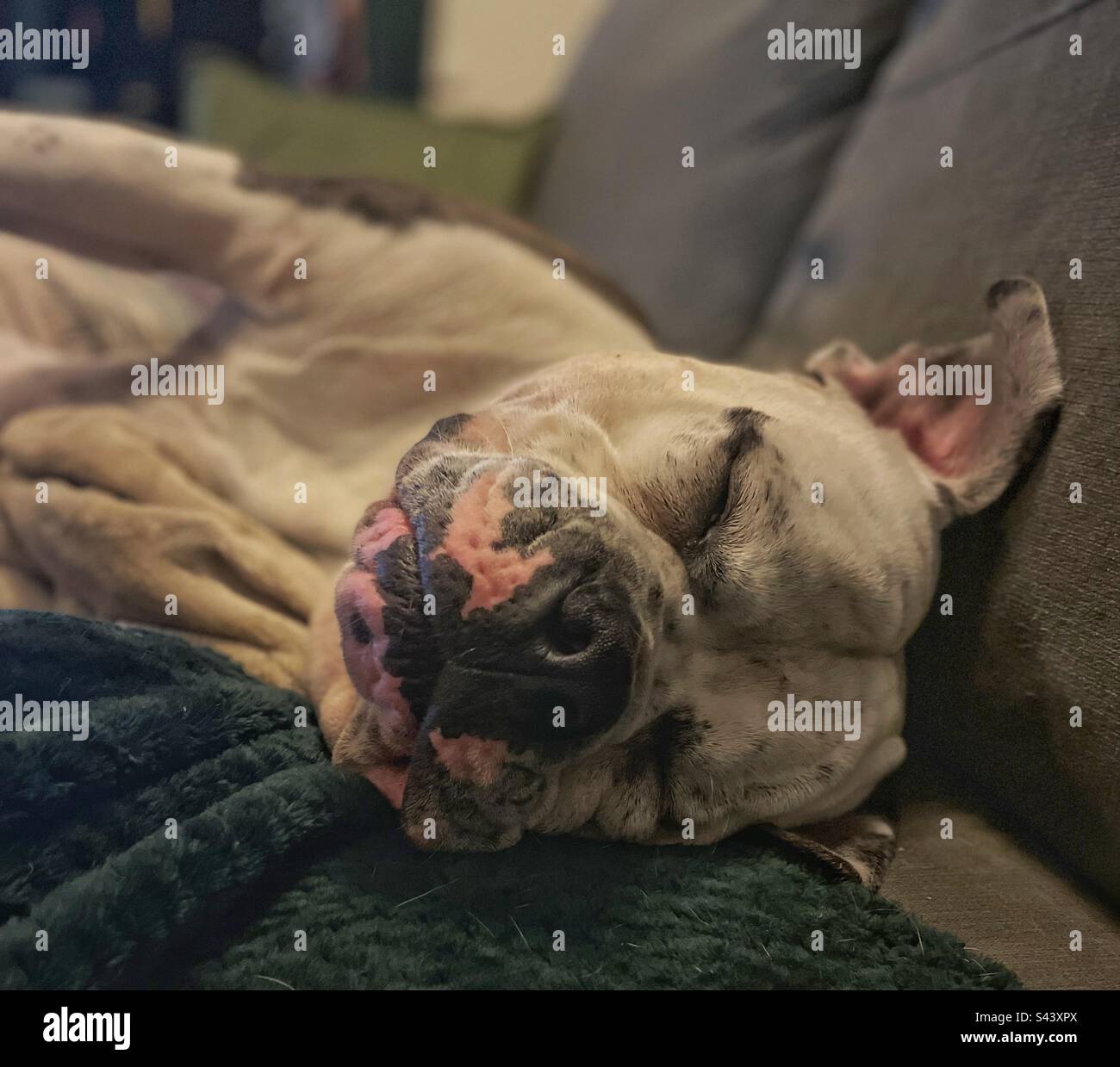 Chiens endormis Banque de photographies et d’images à haute résolution ...