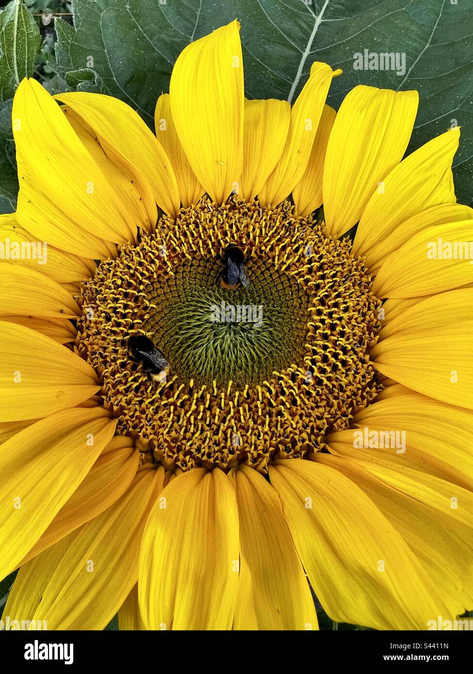 Tournesol et abeilles Banque de photographies et d’images à haute ...