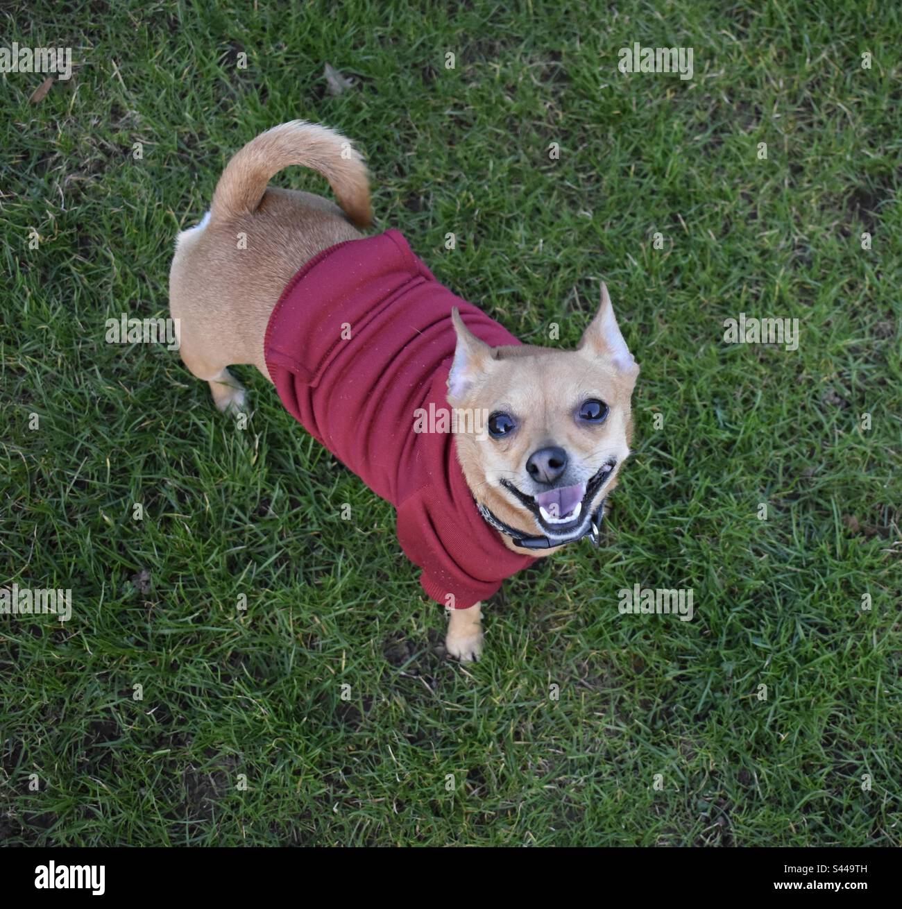 Smiley dog Banque de photographies et d’images à haute résolution - Alamy