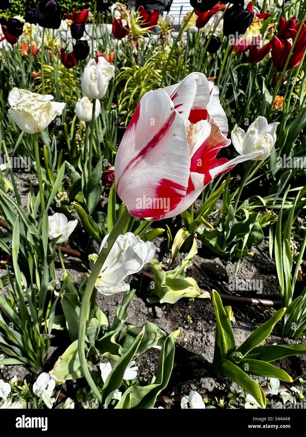 Tulip garden Banque de photographies et d’images à haute résolution - Alamy