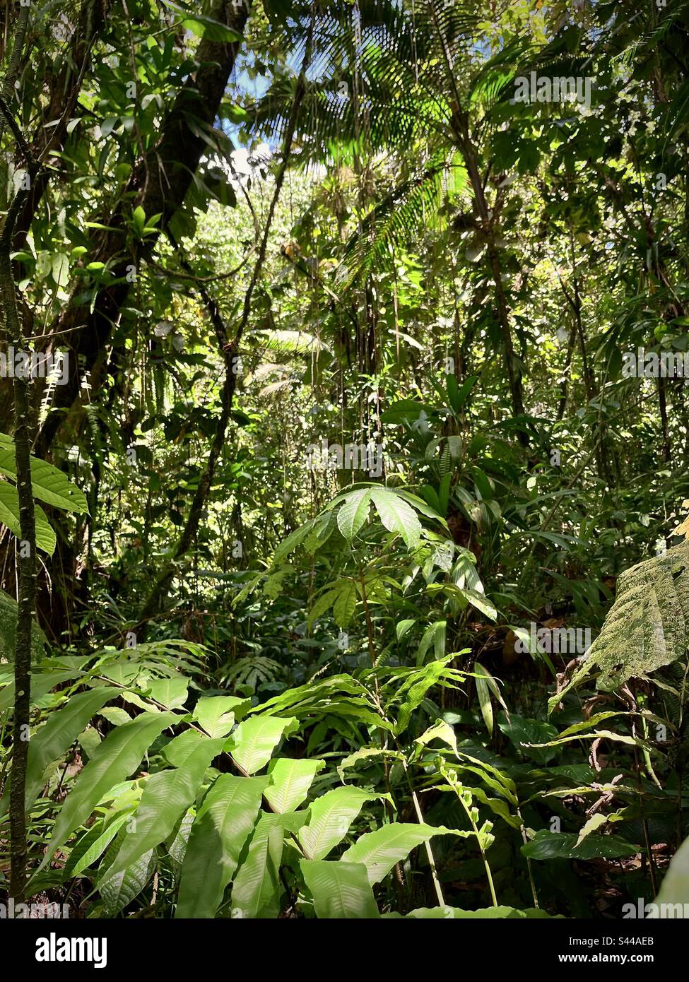 Guadeloupe rainforest Banque de photographies et d’images à haute ...