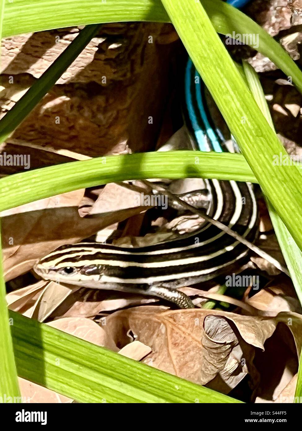 Skink lizard Banque de photographies et d’images à haute résolution - Alamy