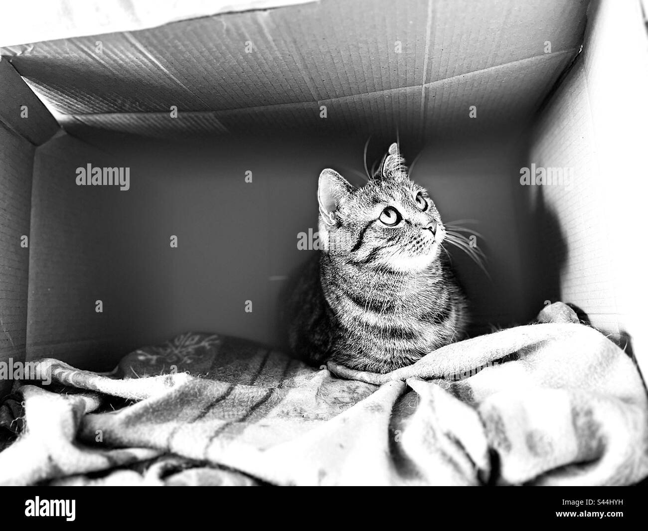 Cat in a box Banque d'images noir et blanc - Alamy