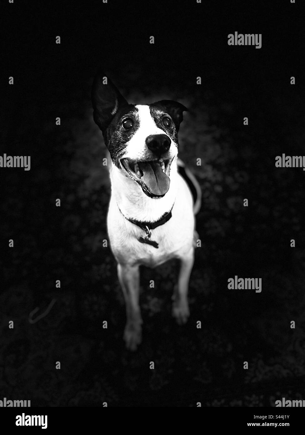 Jack russsell Banque d'images noir et blanc - Alamy