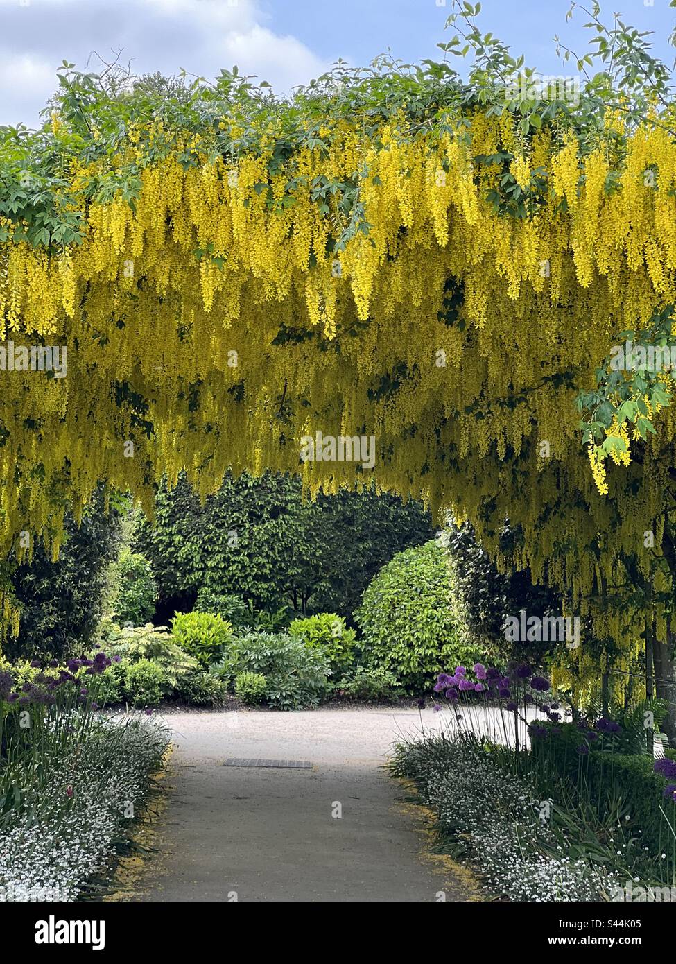 Laburnum arch anagyroides Banque de photographies et d’images à haute ...