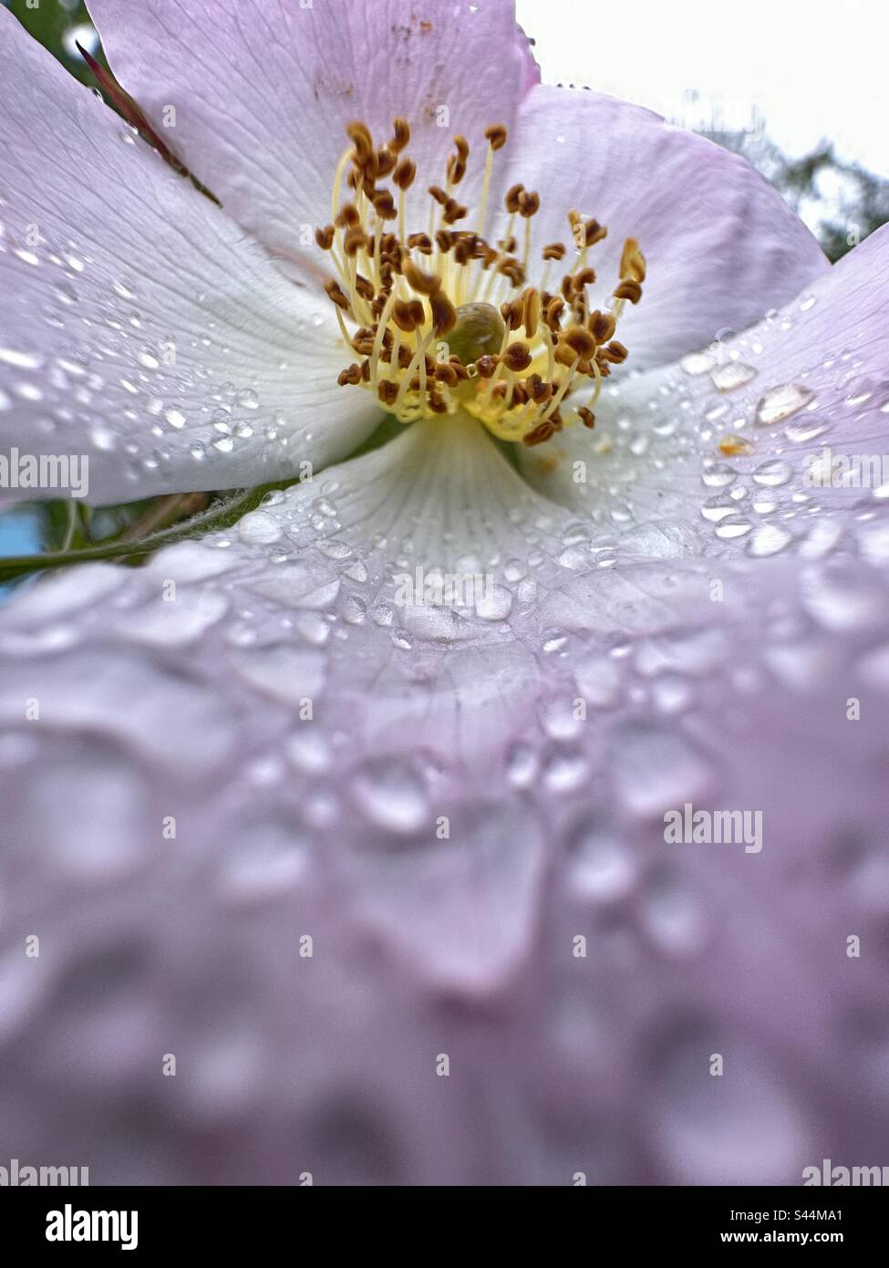 Eglantine flower Banque de photographies et d’images à haute résolution ...