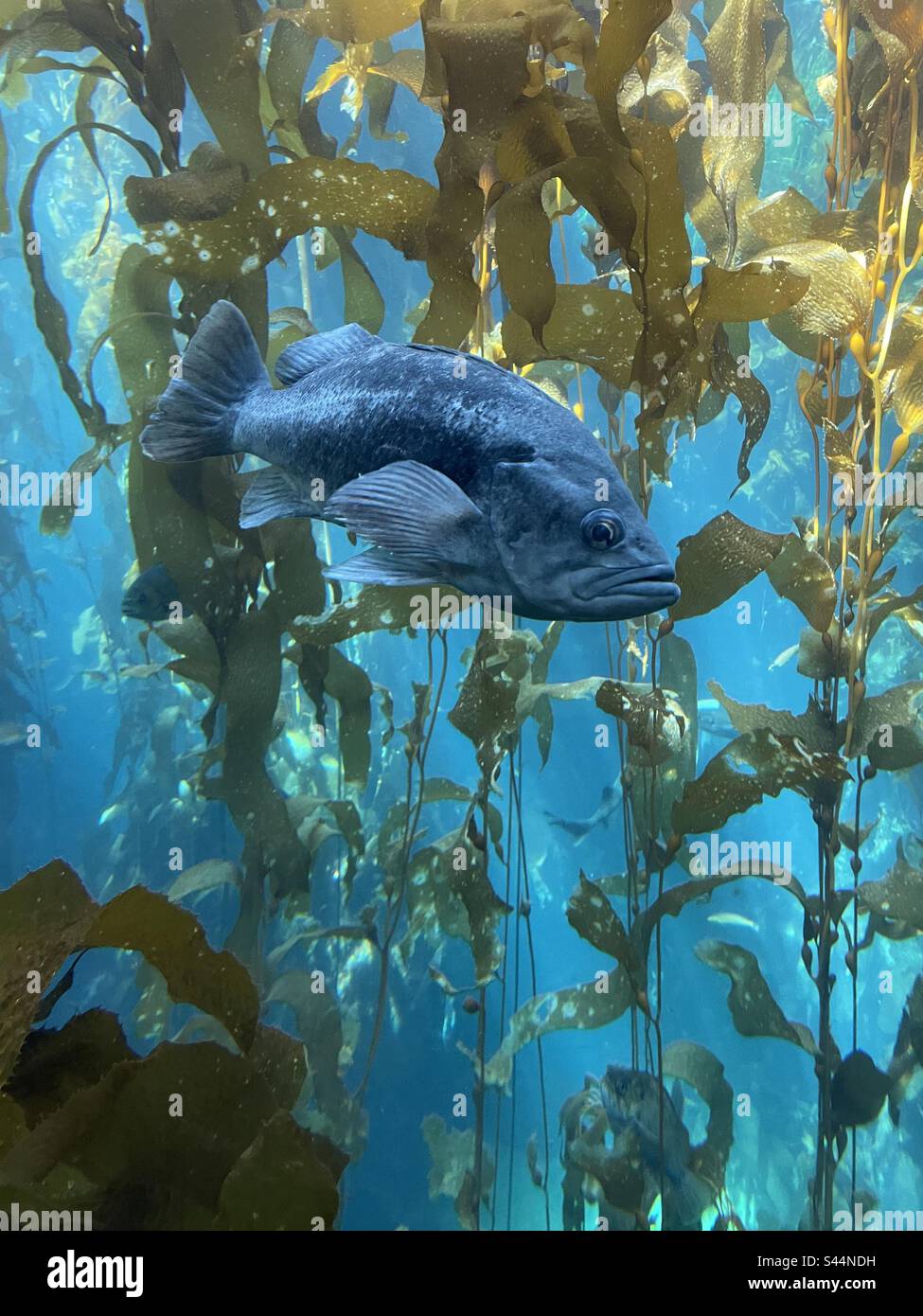 Big aquarium Banque de photographies et d’images à haute résolution - Alamy