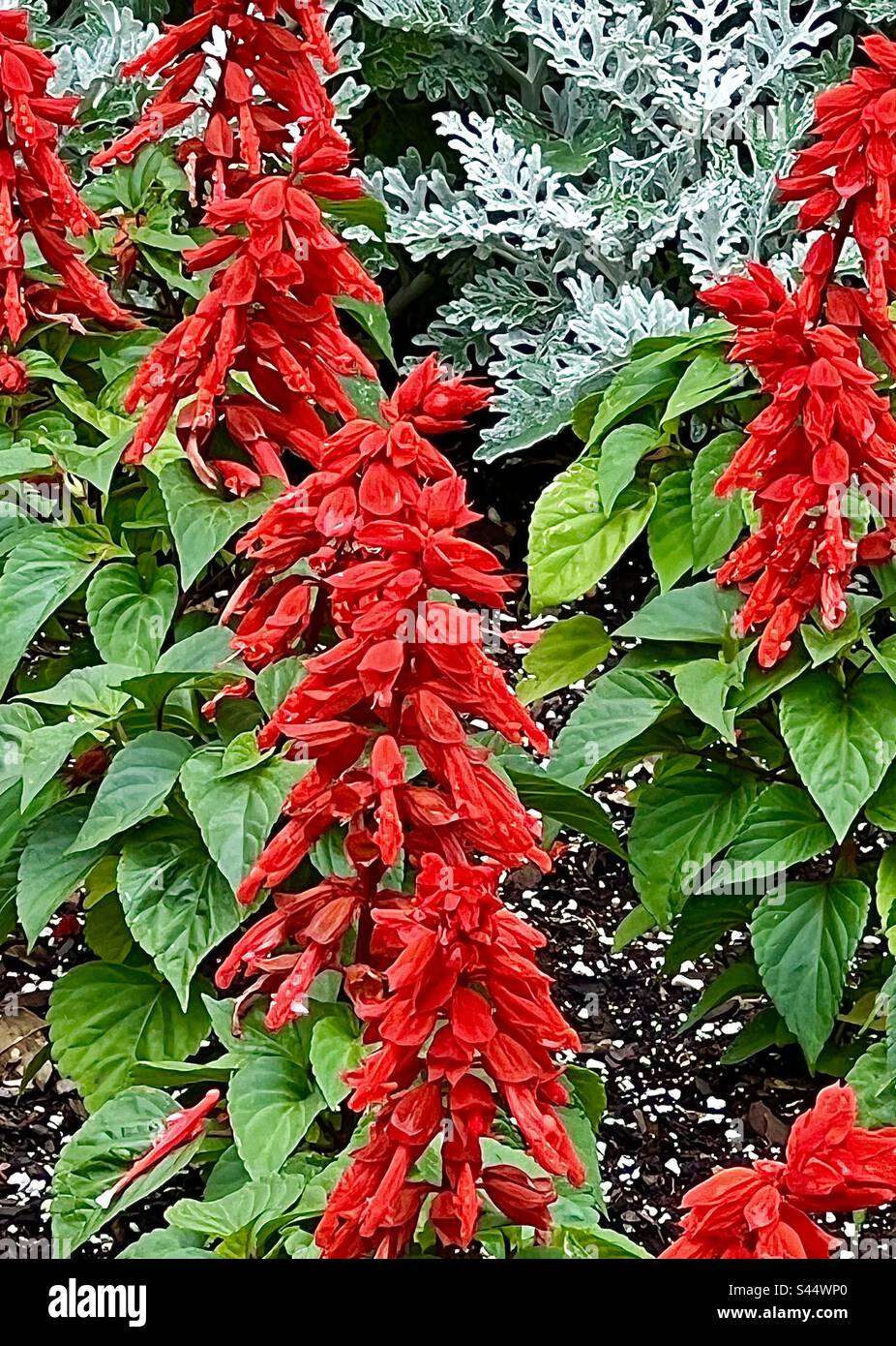 Plante de sauge écarlate Banque de photographies et d’images à haute ...