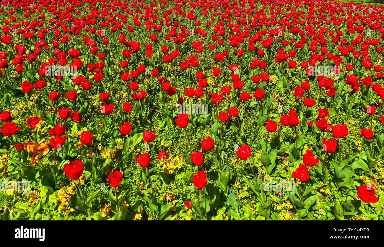 Fonds de fleurs et fonds de fleurs Banque de photographies et d’images à haute résolution - Alamy