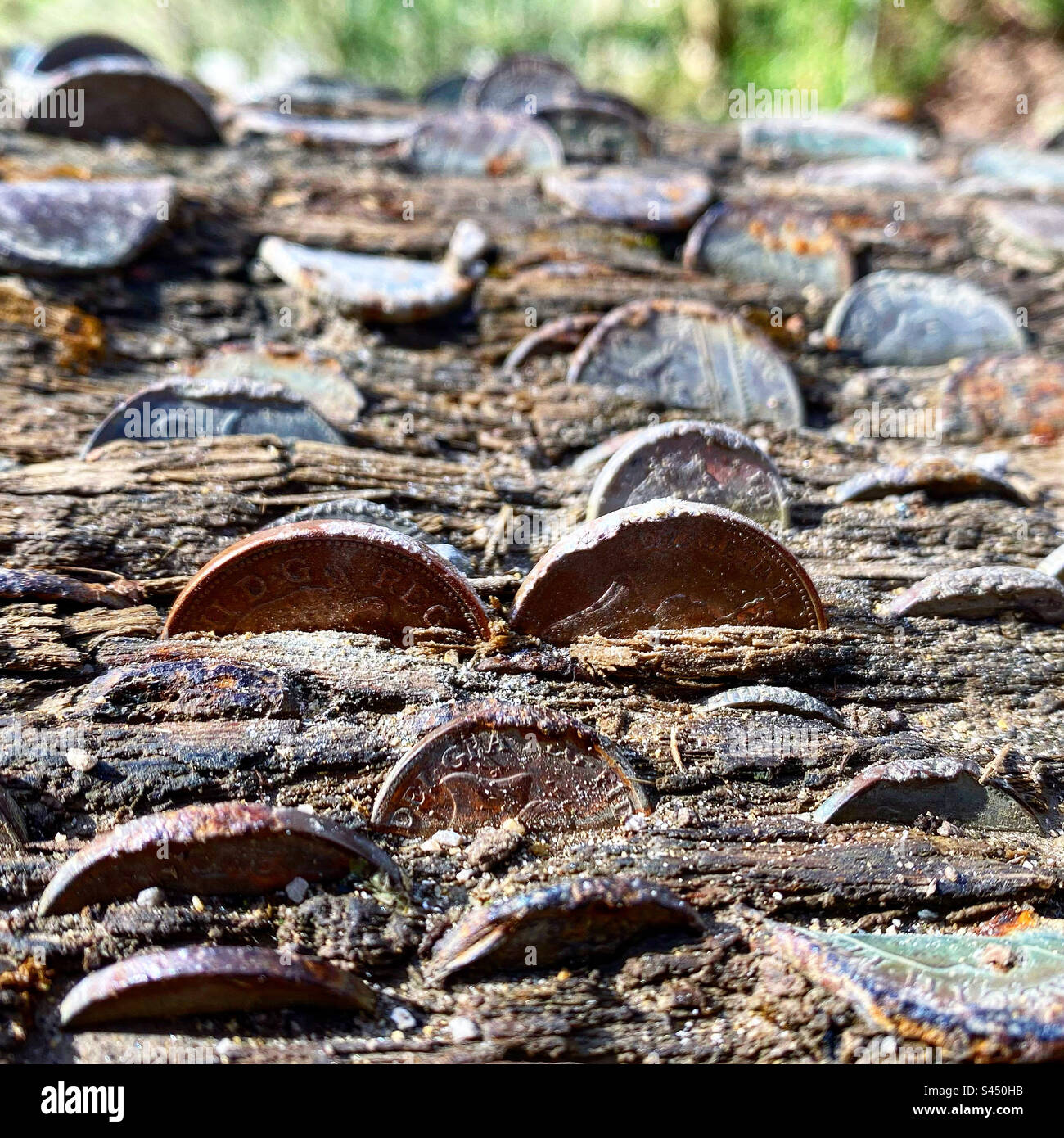 Penny tree Banque de photographies et d’images à haute résolution - Alamy