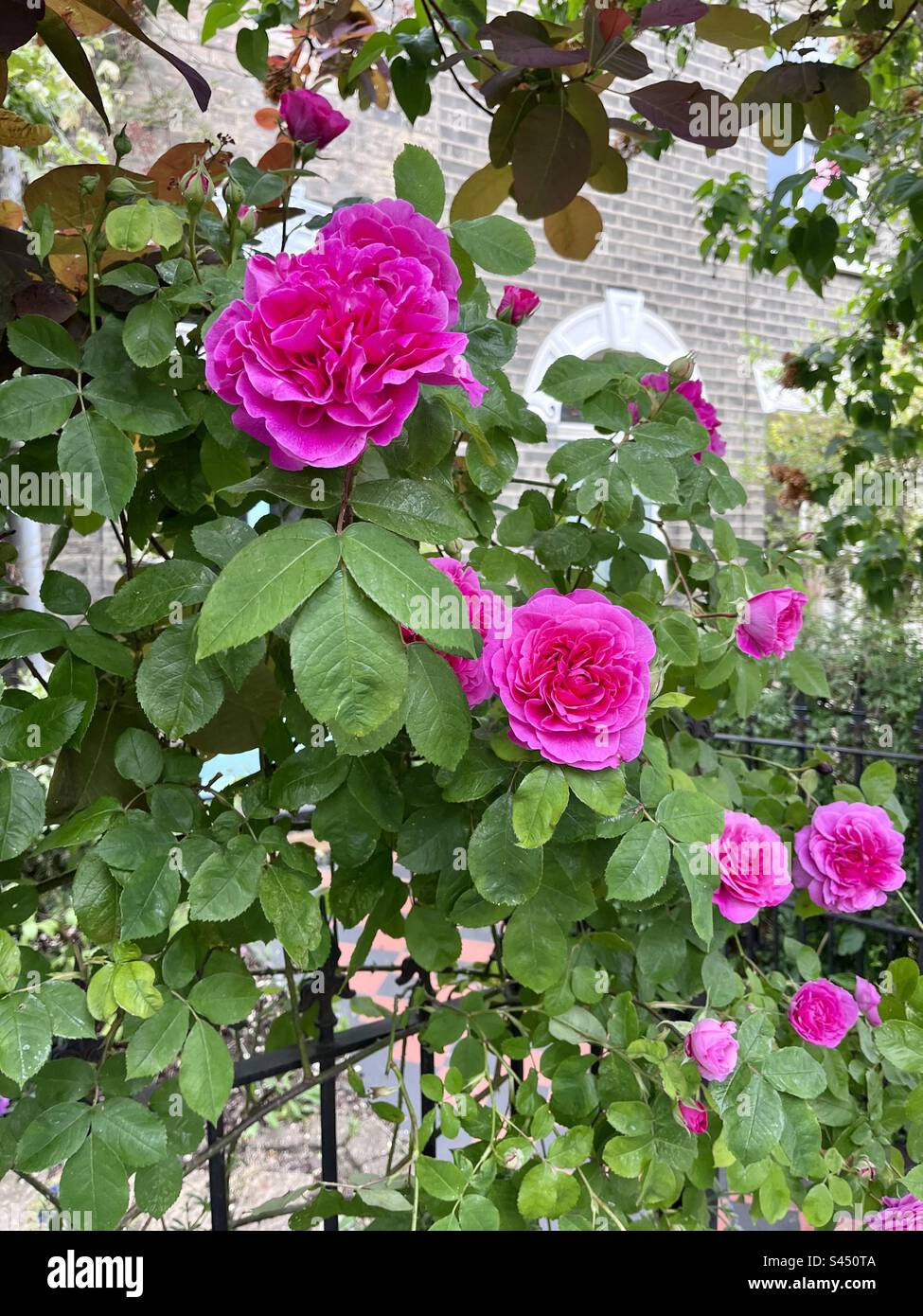 Damascus rose Banque de photographies et d’images à haute résolution ...