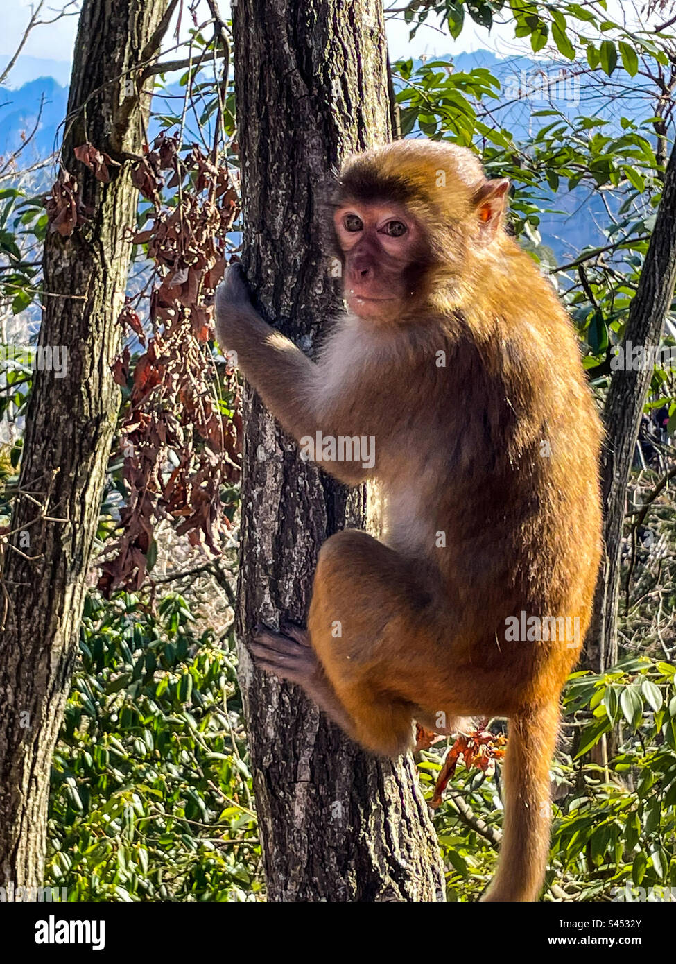 Montagne des singes Banque de photographies et d’images à haute ...