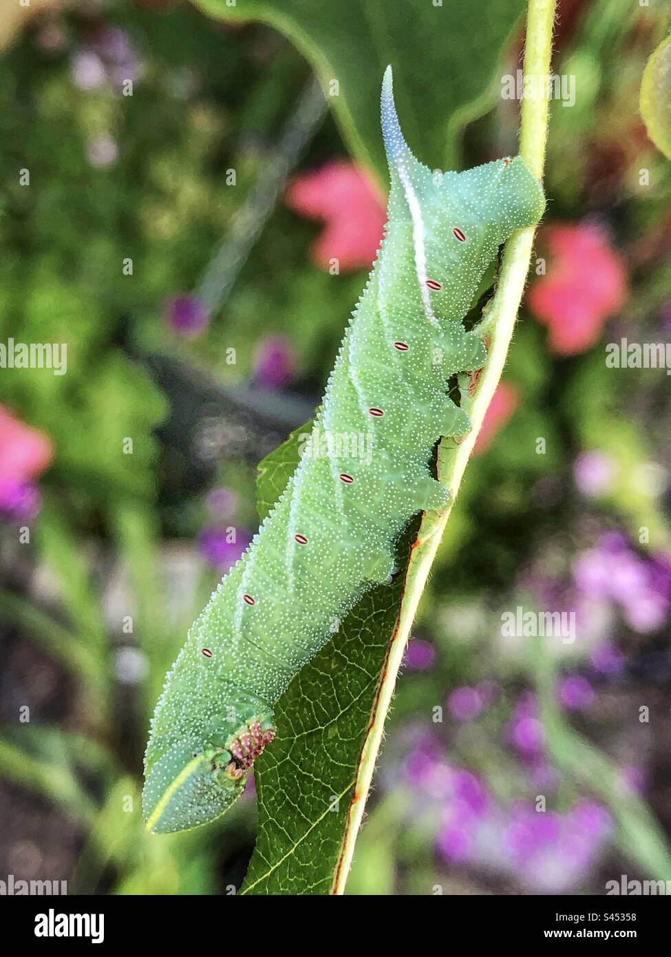 Chenille hybride Banque de photographies et d’images à haute résolution ...
