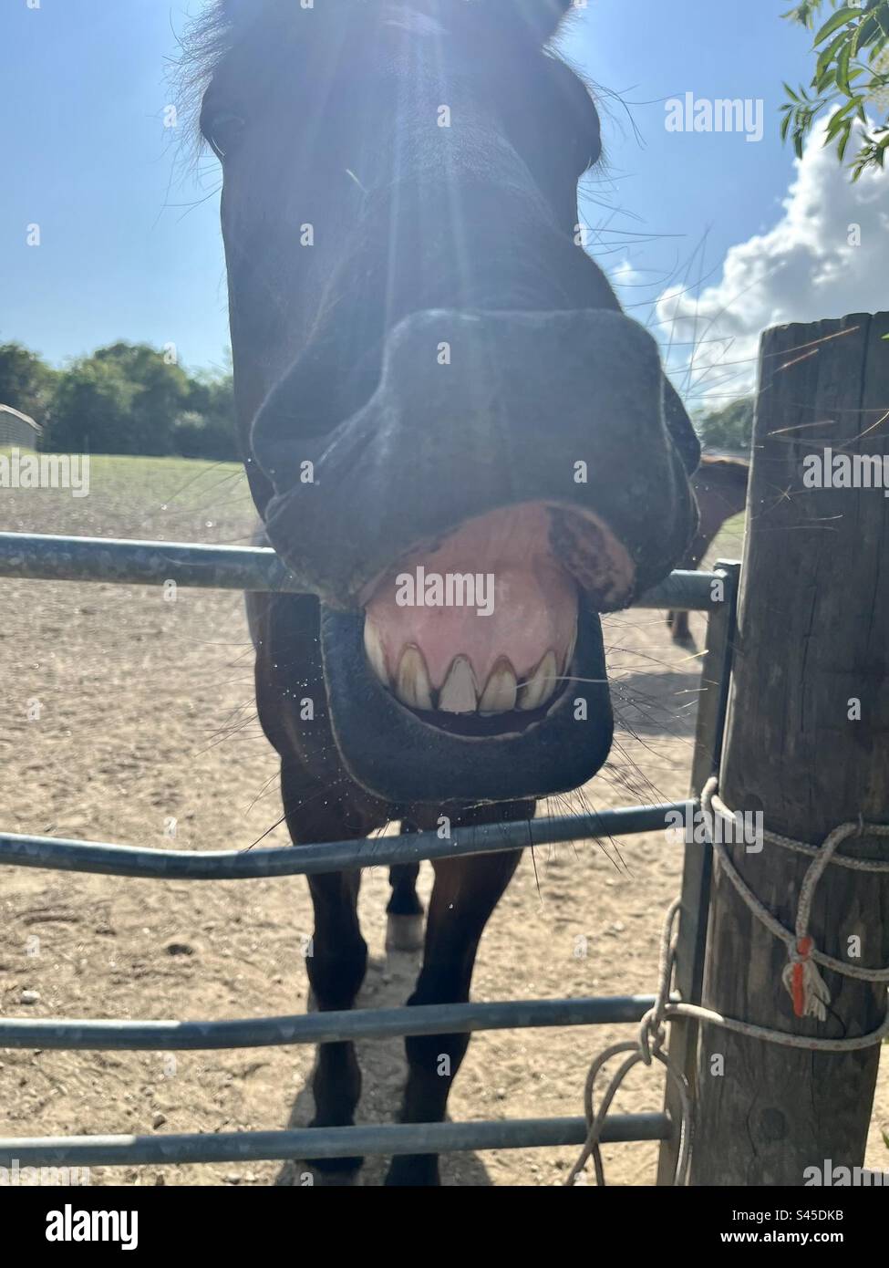 Cheval qui rit Banque de photographies et d’images à haute résolution ...
