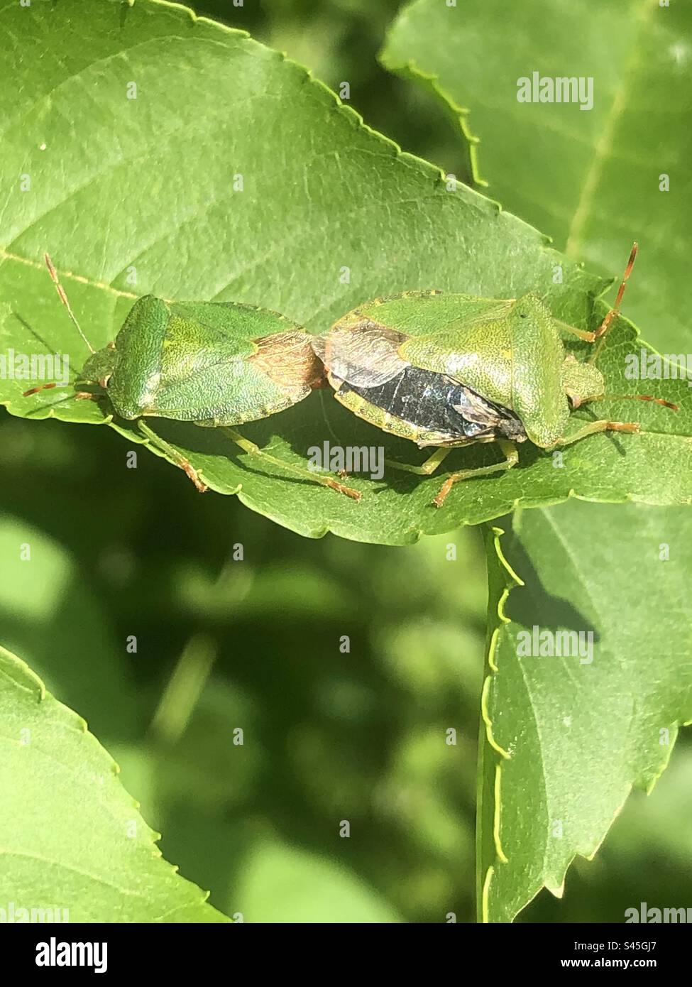 Shield bugs Banque de photographies et d’images à haute résolution - Alamy