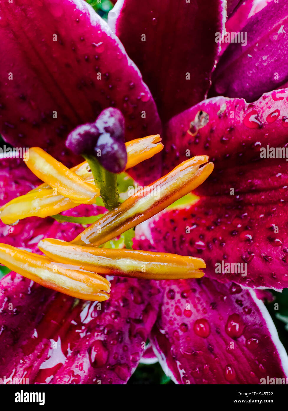 Lily in the rain Banque de photographies et d’images à haute résolution - Alamy