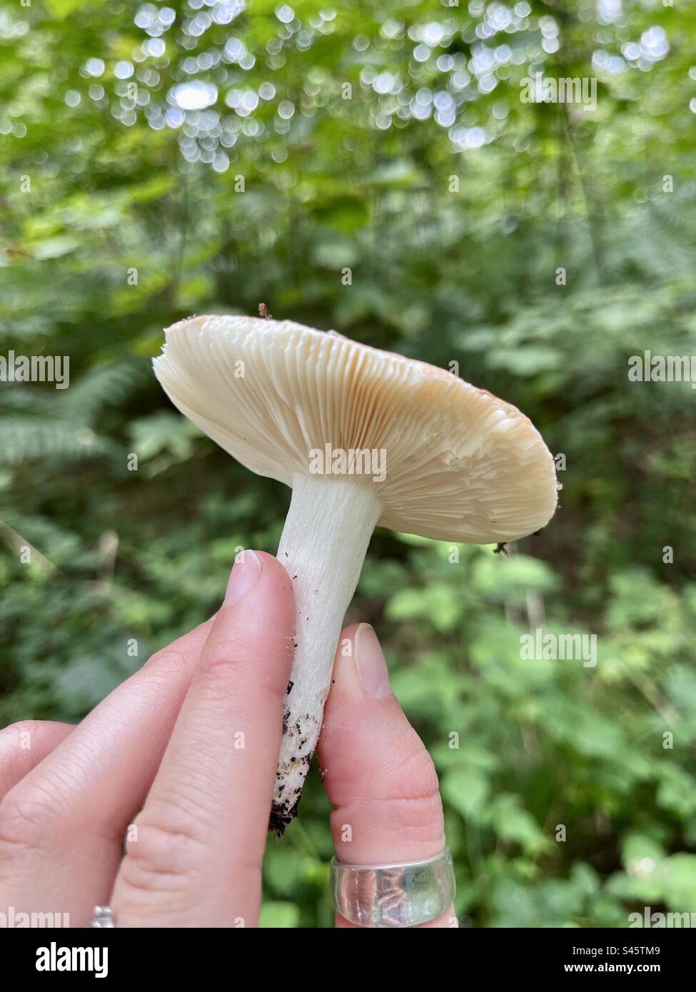 Mushroom identification Banque de photographies et d’images à haute ...