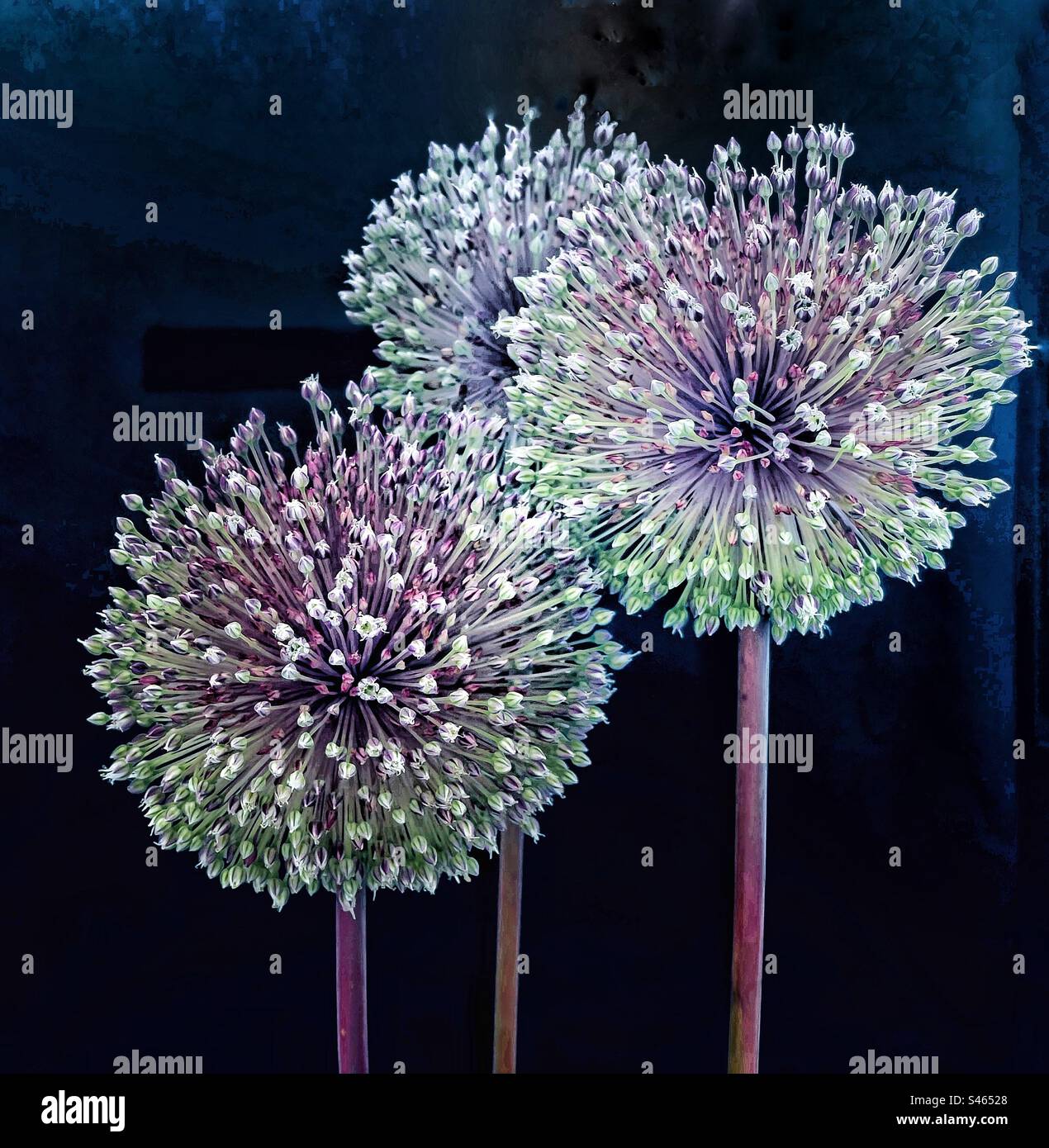 Trois alliums Banque de photographies et d’images à haute résolution ...
