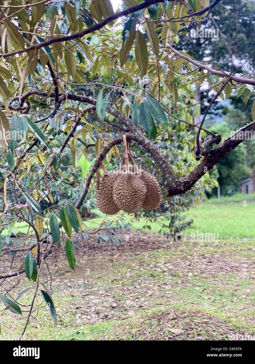 Arbre durian Banque de photographies et d’images à haute résolution ...