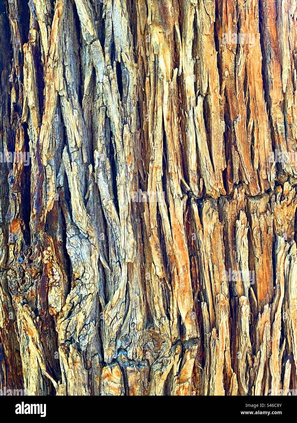 Texture de tronc d'arbre Banque de photographies et d’images à haute ...