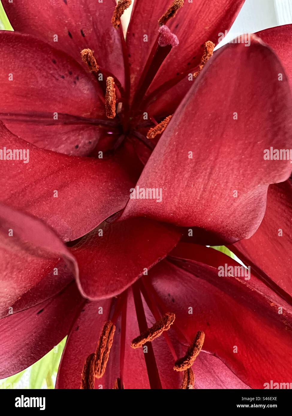 Lis asiatiques rouges Banque de photographies et d’images à haute résolution - Alamy