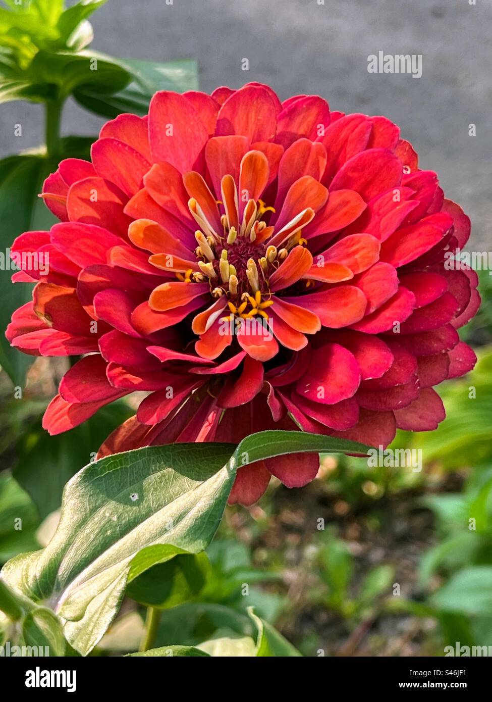 Fleurs rouges de zinnia commun Banque de photographies et d’images à ...