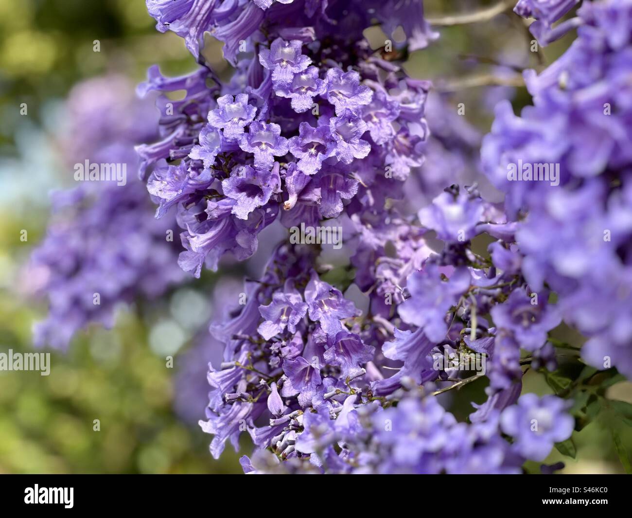 Jacaranda flowers Banque de photographies et d’images à haute ...