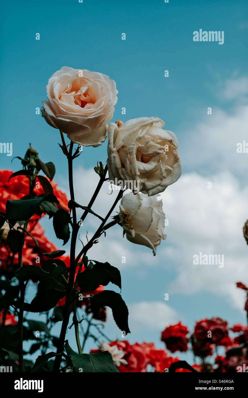 Pale roses Banque de photographies et d’images à haute résolution - Alamy