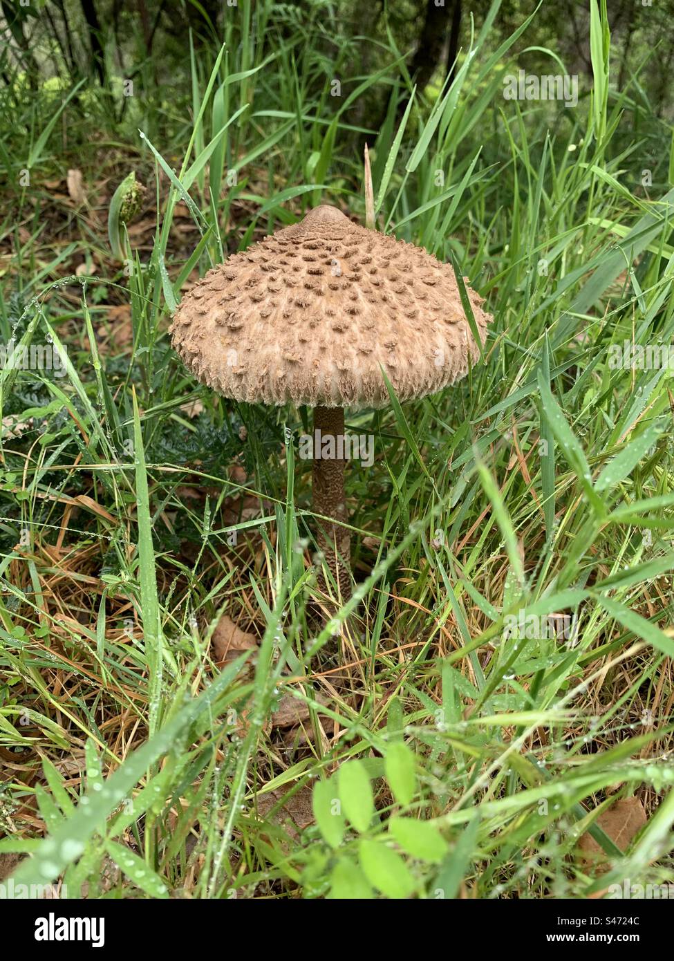 Gros champignon Banque de photographies et d’images à haute résolution ...