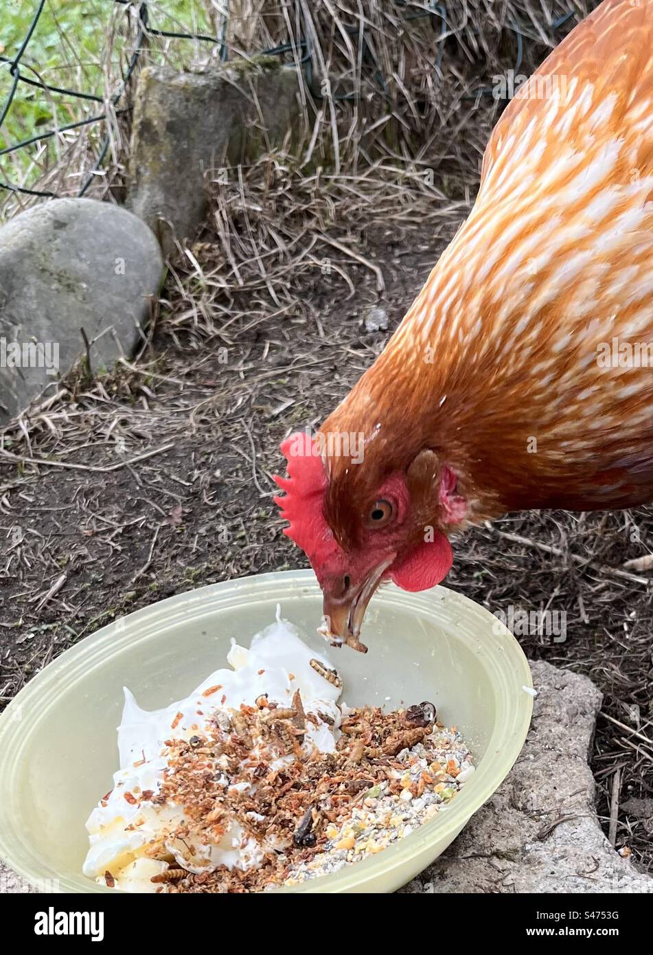 Poulet brun Banque de photographies et d’images à haute résolution - Alamy
