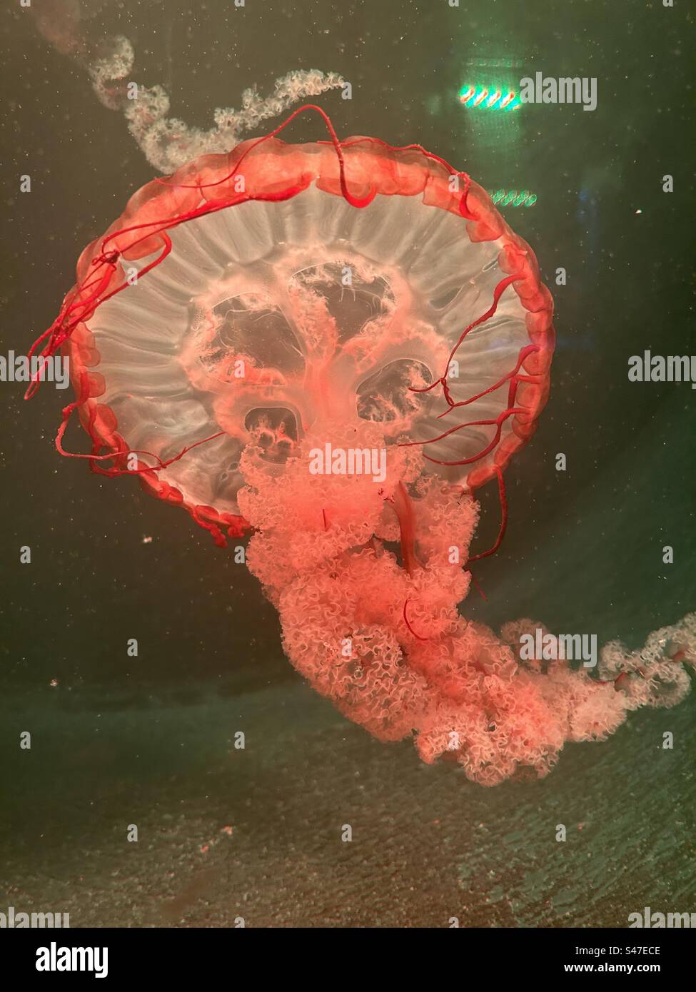 Sea life aquarium Banque de photographies et d’images à haute ...