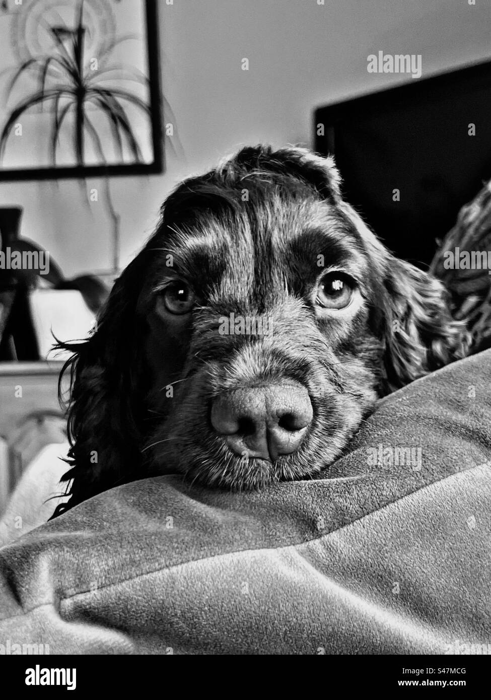 English cocker spaniel puppy Banque d'images noir et blanc - Alamy
