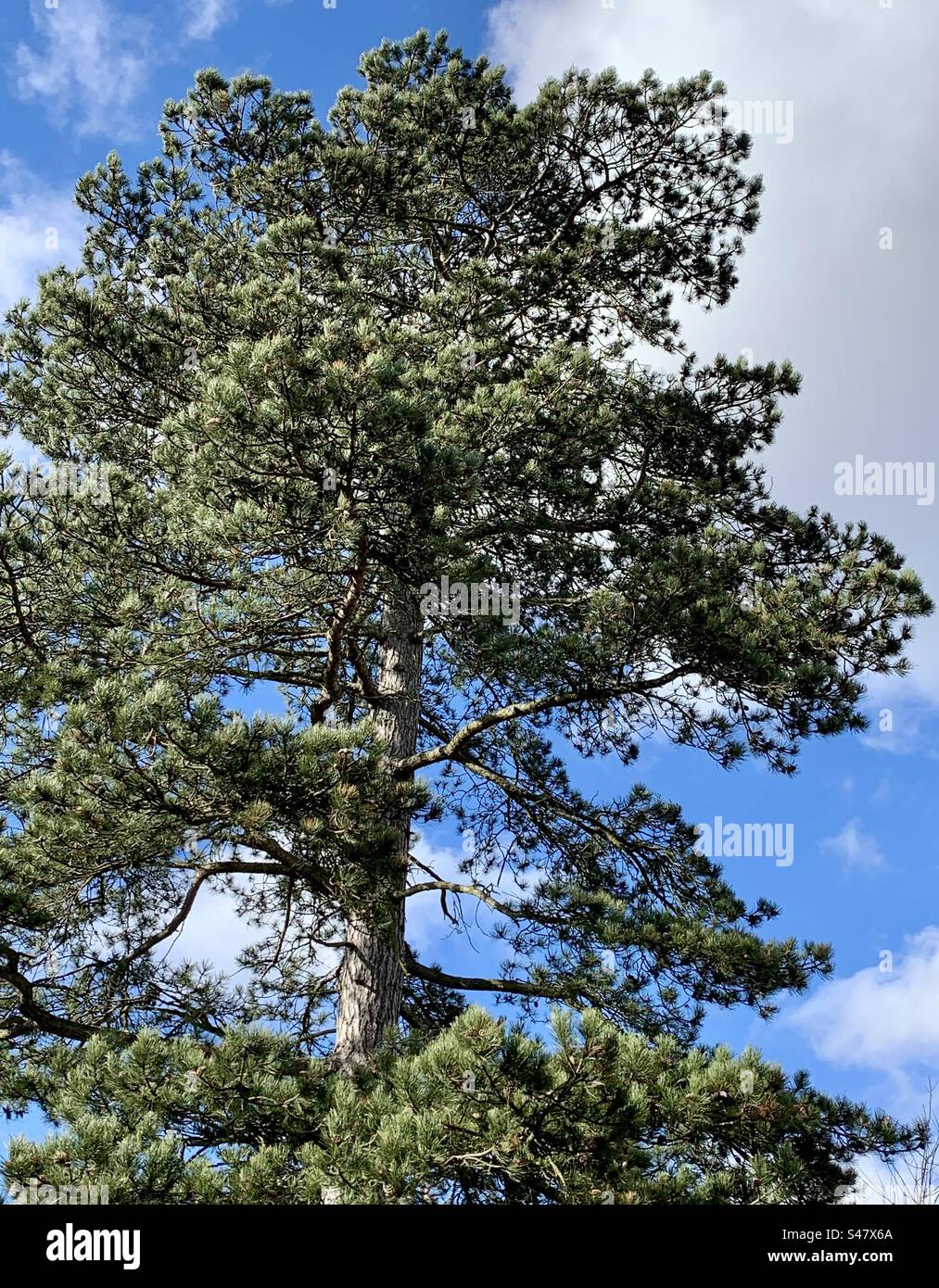 Grand pin Banque de photographies et d’images à haute résolution - Alamy