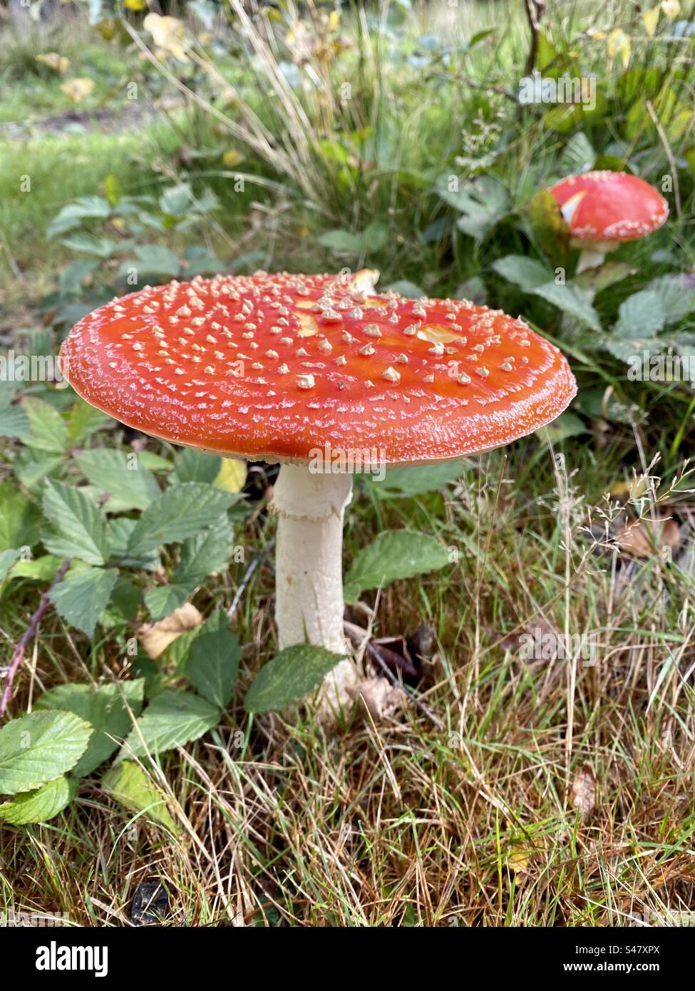 Champignon rouge avec des taches blanches Banque de photographies et d ...