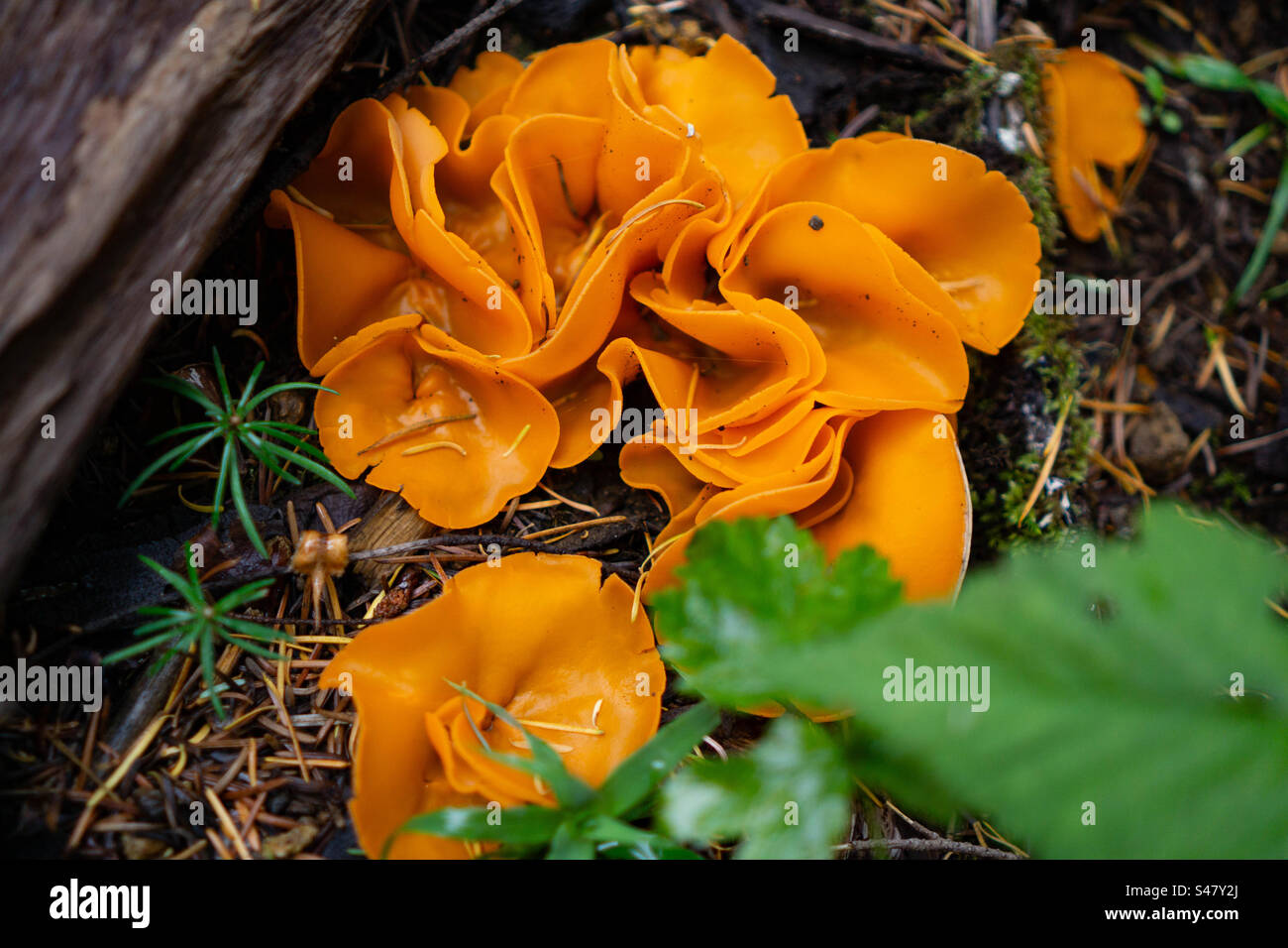 Orange fungi Banque de photographies et d’images à haute résolution - Alamy
