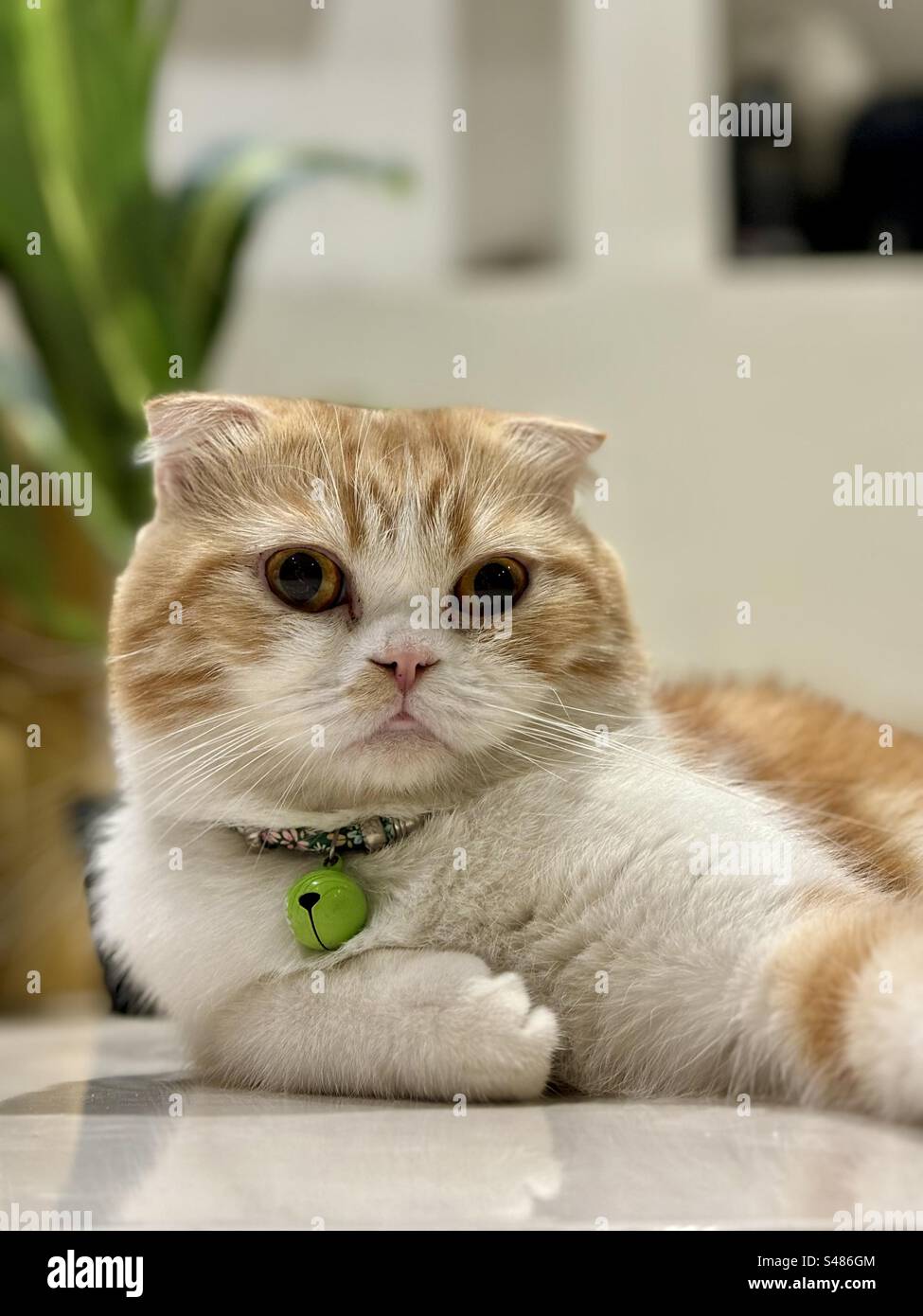 Scottish fold mix Banque de photographies et d’images à haute ...