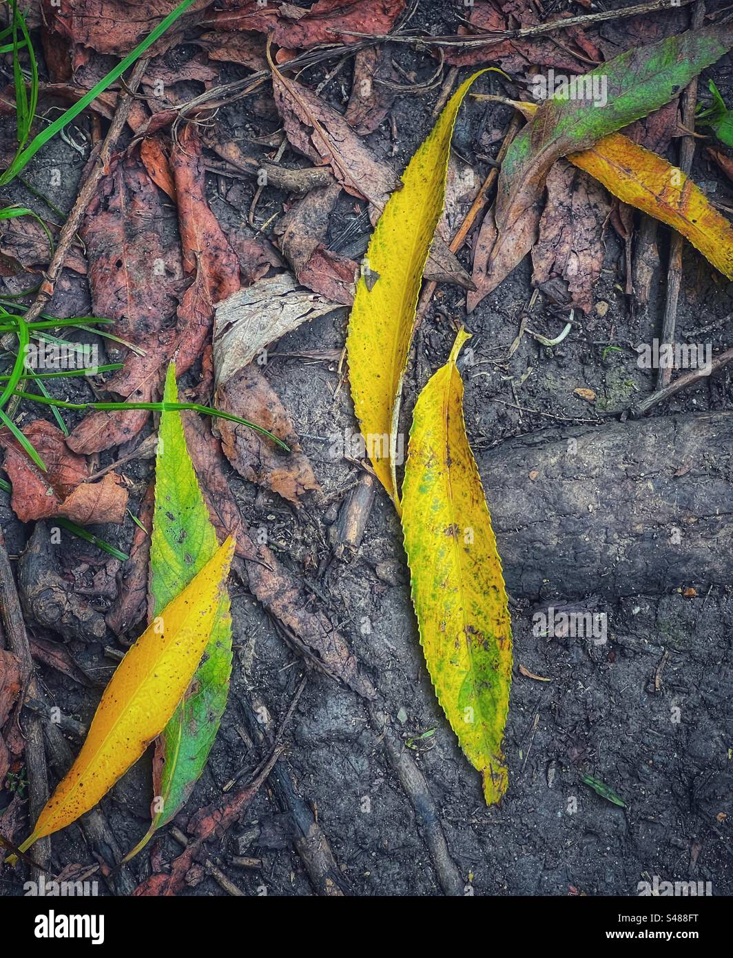 Feuilles de saule Banque de photographies et d’images à haute ...