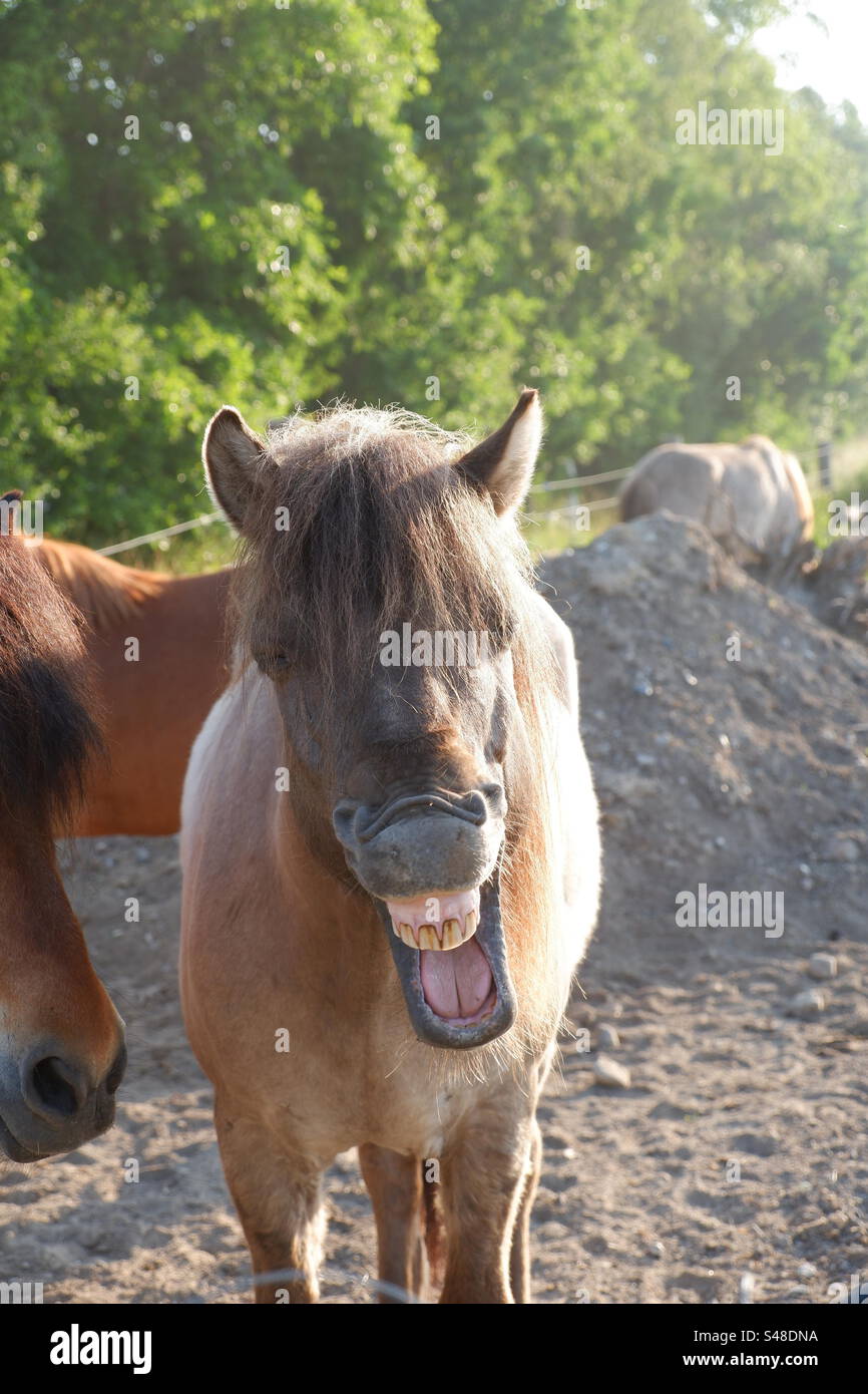 Animal qui rit Banque de photographies et d’images à haute résolution ...