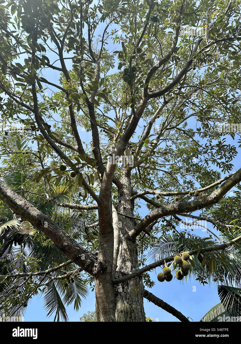 Arbre durian Banque de photographies et d’images à haute résolution - Alamy