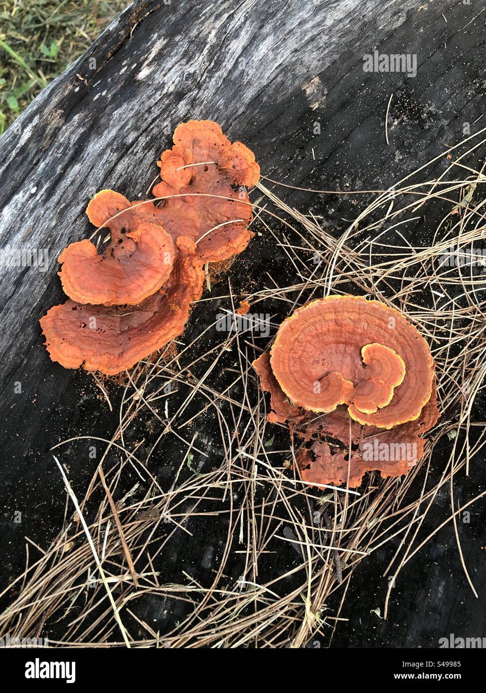 Champignon non comestible Banque de photographies et d’images à haute ...