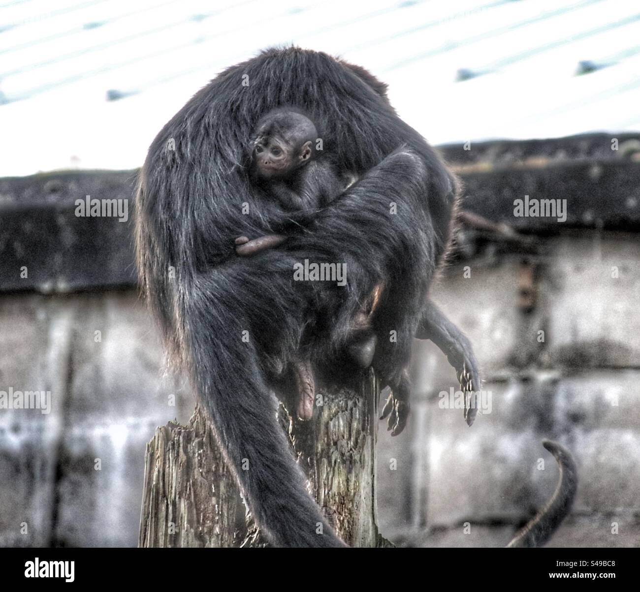 Bébé singe araignée Banque de photographies et d’images à haute ...