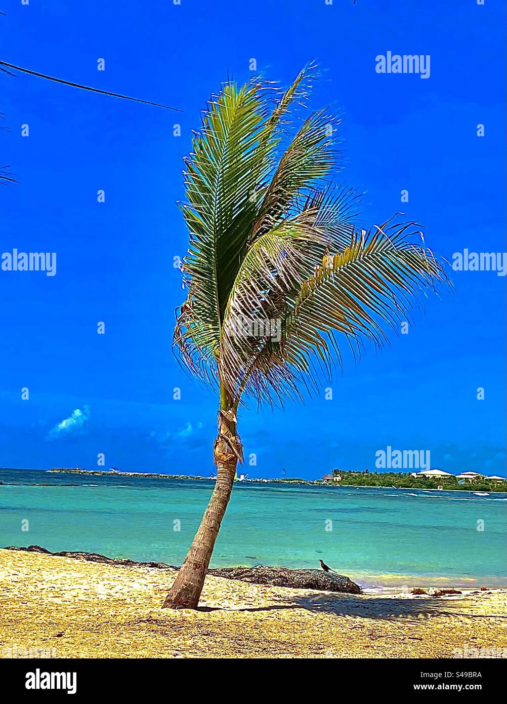 Solitaire palm Banque de photographies et d’images à haute résolution ...