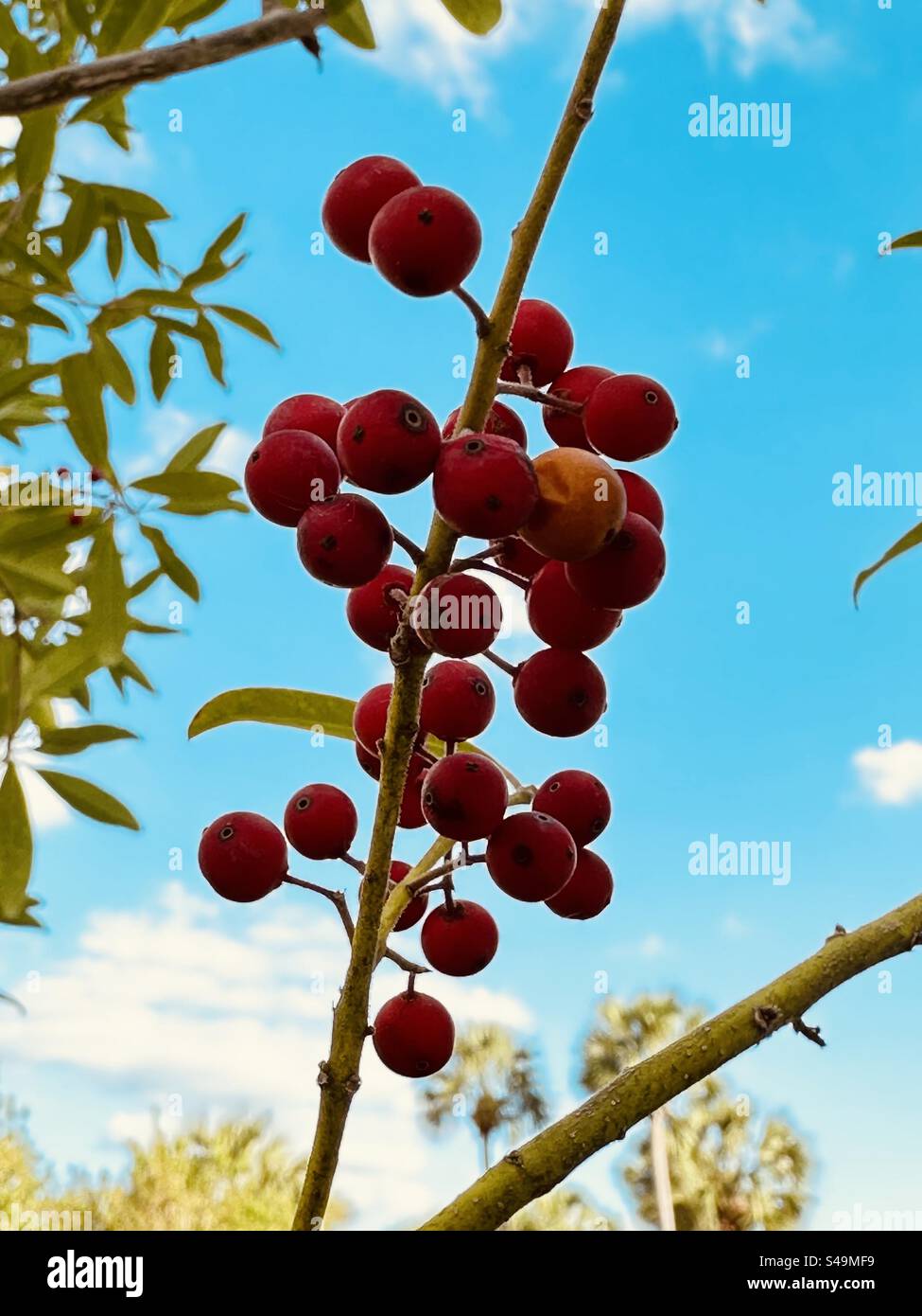 Petites baies rondes rouge vif Banque de photographies et d’images à ...